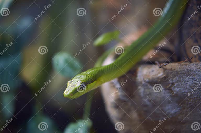 Green snake stock image. Image of nature, wild, head - 218516659