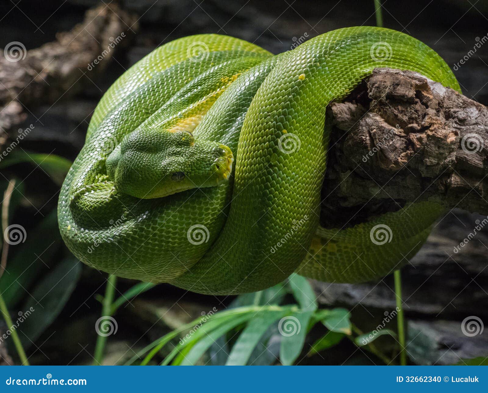 Green snake stock photo. Image of reptiles, nature, jungle - 32662340