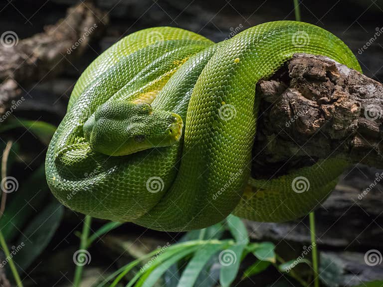 Green snake stock photo. Image of reptiles, nature, jungle - 32662340
