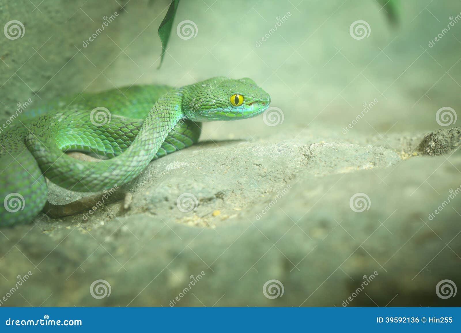 Green Snake in Thailand Jungle Stock Photo - Image of fear, cover: 39592136
