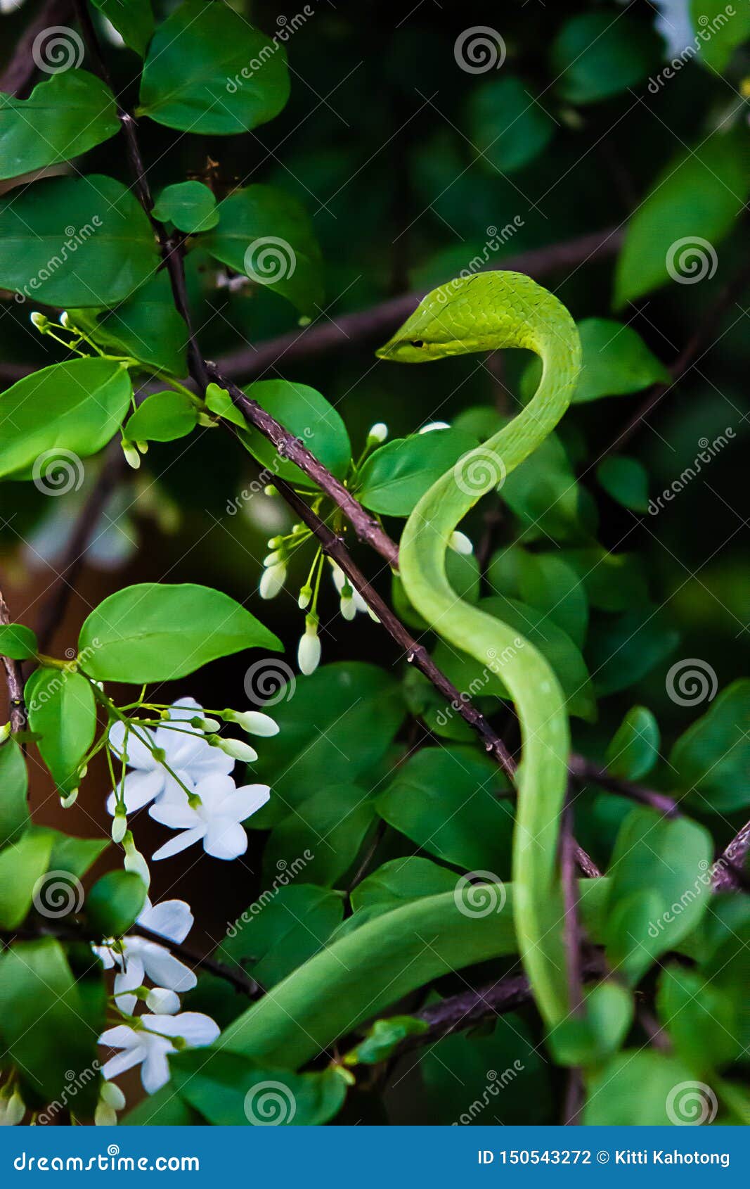 Green snake on the tree stock photo. Image of snake - 150543272