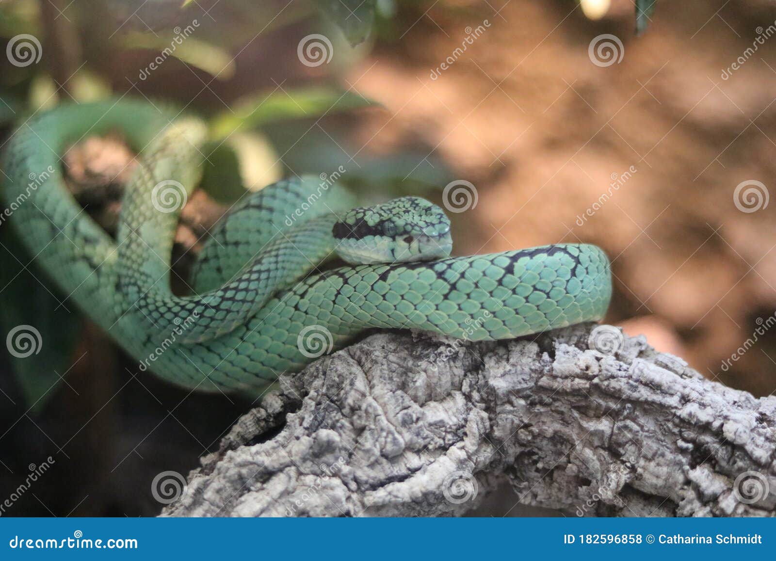 Green snake on a tree stock photo. Image of green, wildlife - 182596858