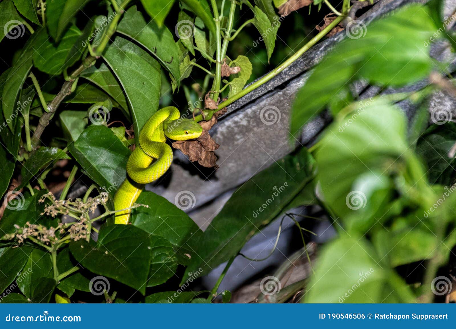 A green snake on a tree stock photo. Image of animal - 190546506