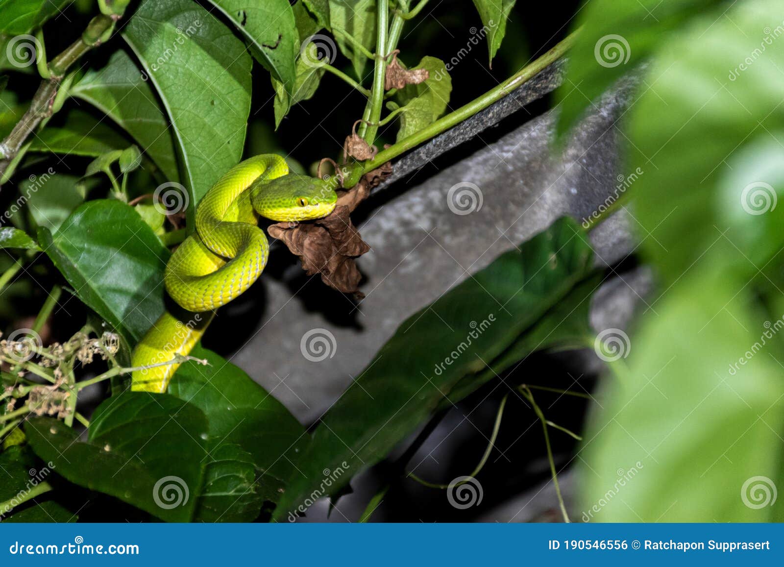 A green snake on a tree stock photo. Image of nature - 190546556