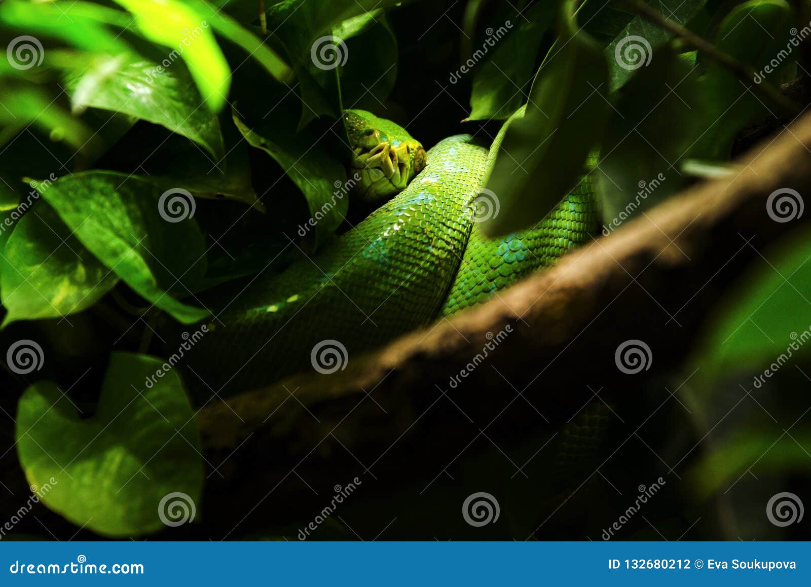 Green snake on tree branch stock photo. Image of coiled - 132680212