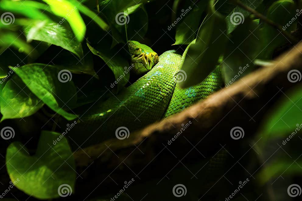 Green snake on tree branch stock photo. Image of coiled - 132680212