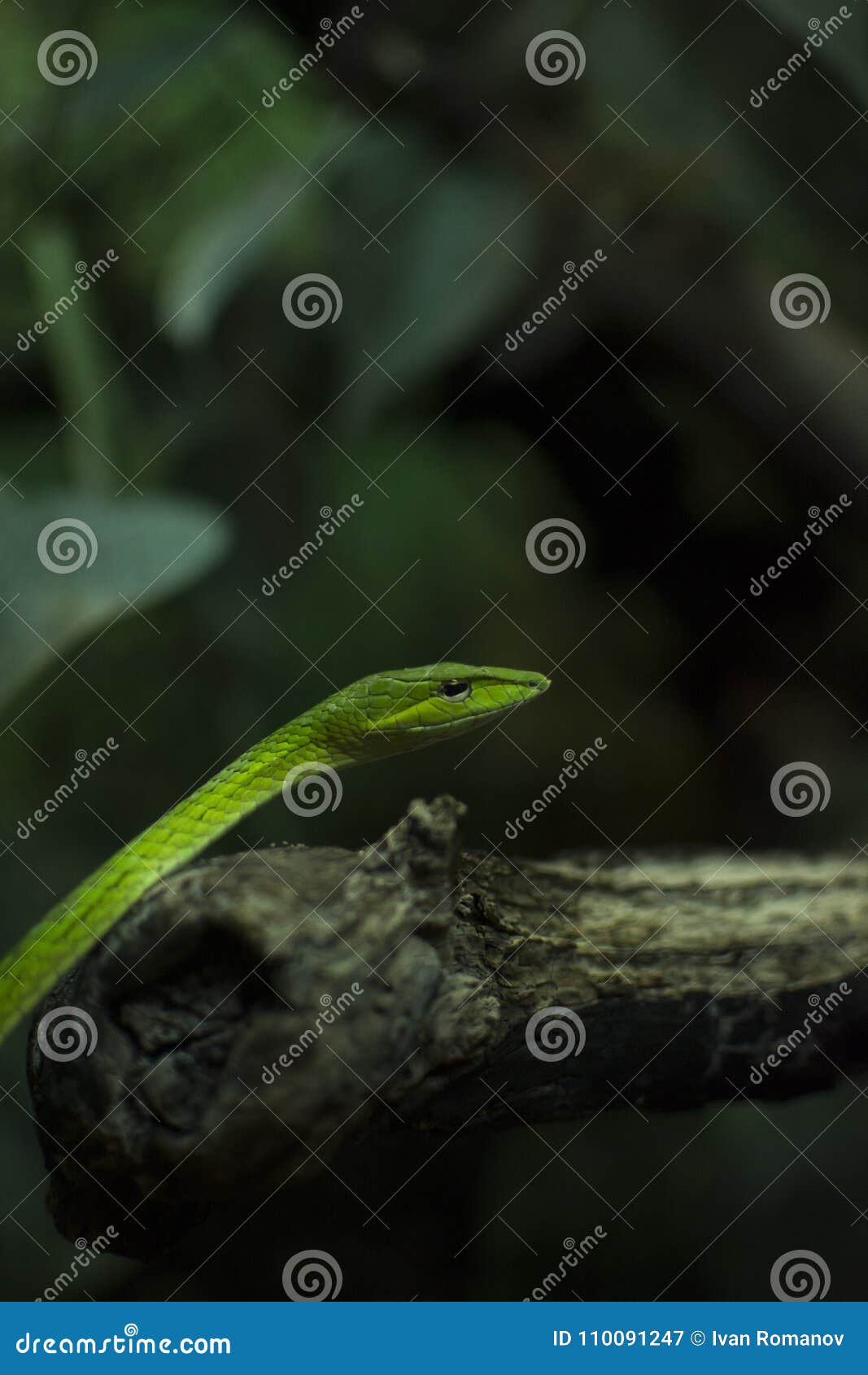 Green snake on tree stock image. Image of looking, green - 110091247