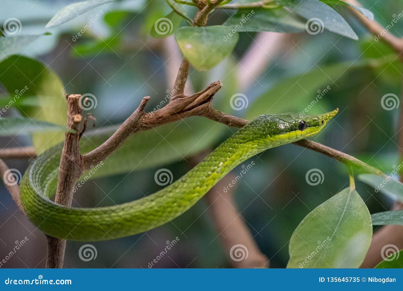 Green snake in tree stock image. Image of animal, eyes - 135645735