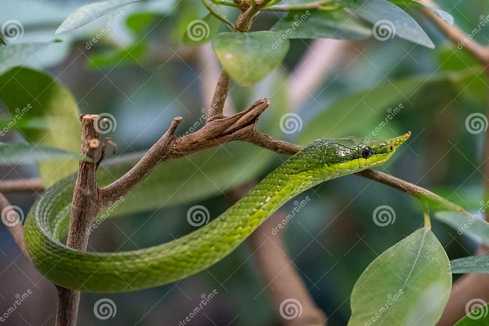 Green snake in tree stock image. Image of animal, eyes - 135645735