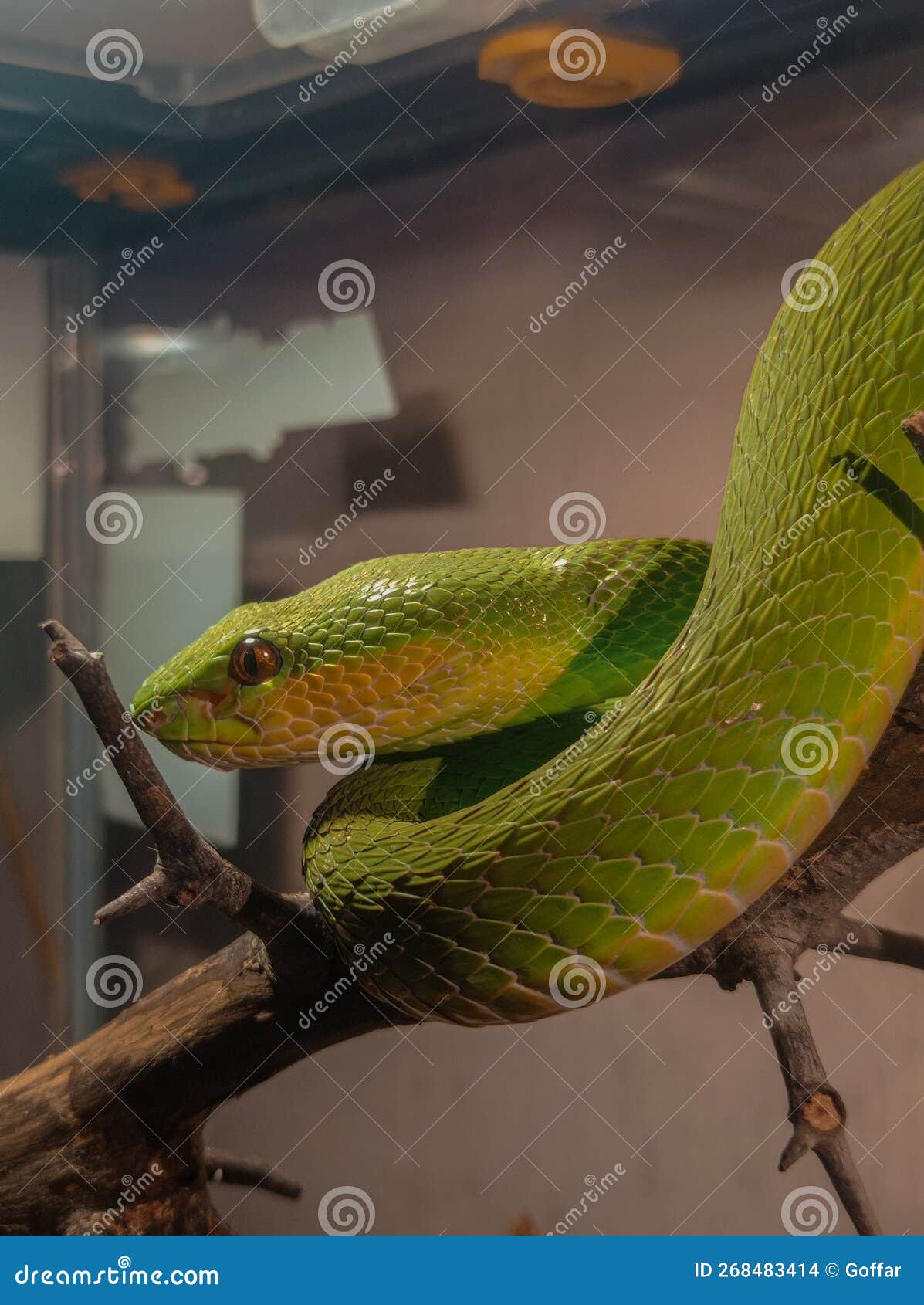 Green Snake Trimeresurus Insularis Green Pit Viper Stock Photo - Image ...
