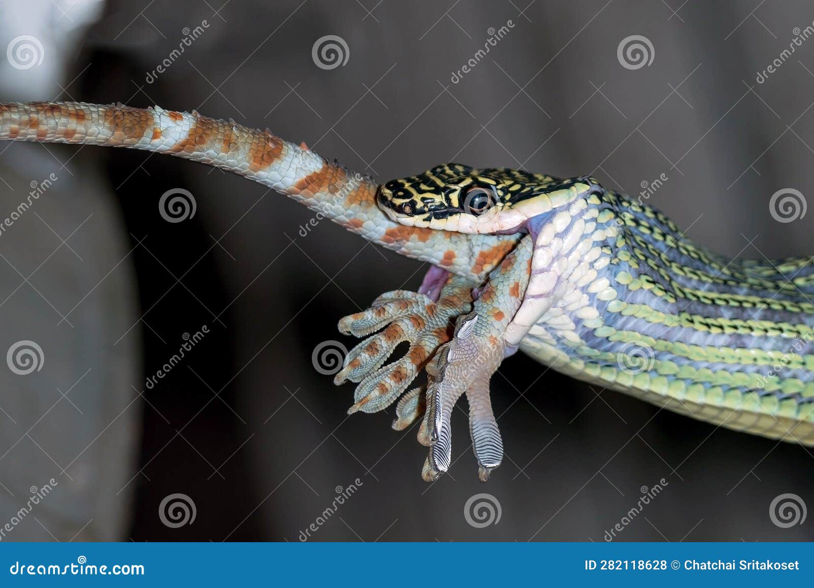 The Green Snake Was Swallowing the Gecko almost Completely Stock Photo ...