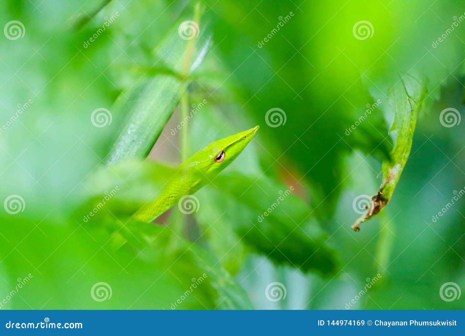 Green Snakes are Hiding in a Green Leaves Stock Image - Image of garden ...