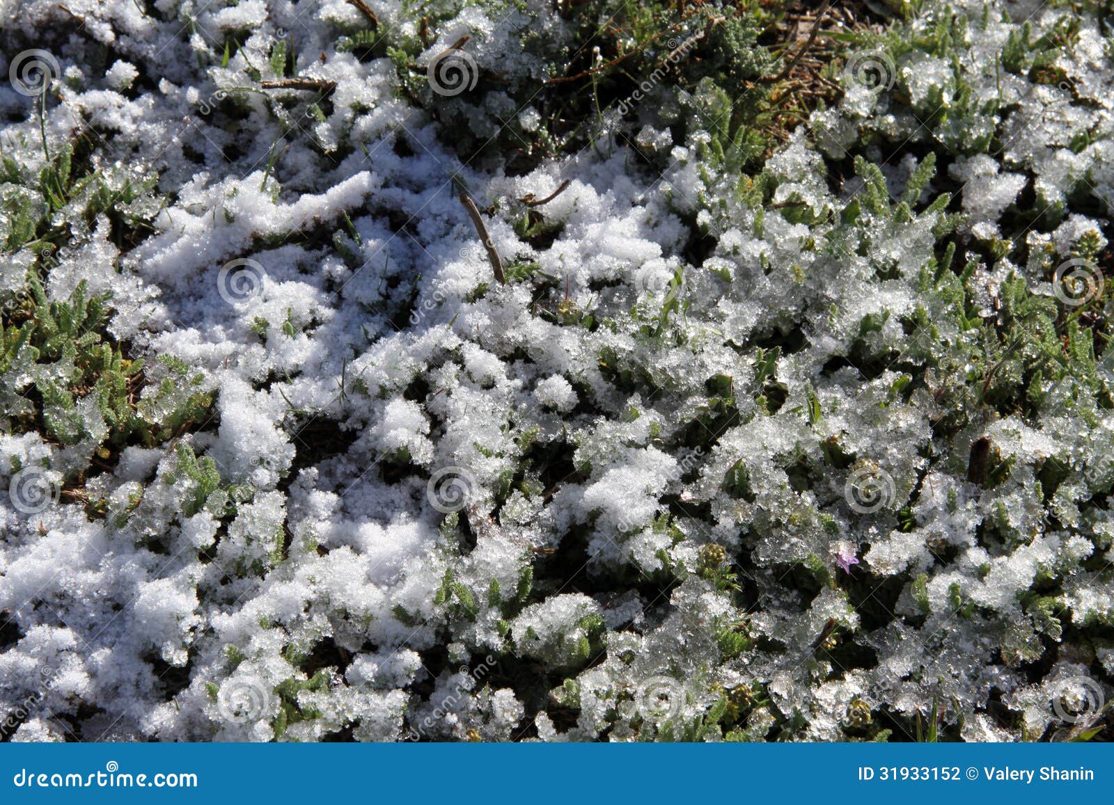 Green and snow stock photo. Image of melted, snow, spring - 31933152