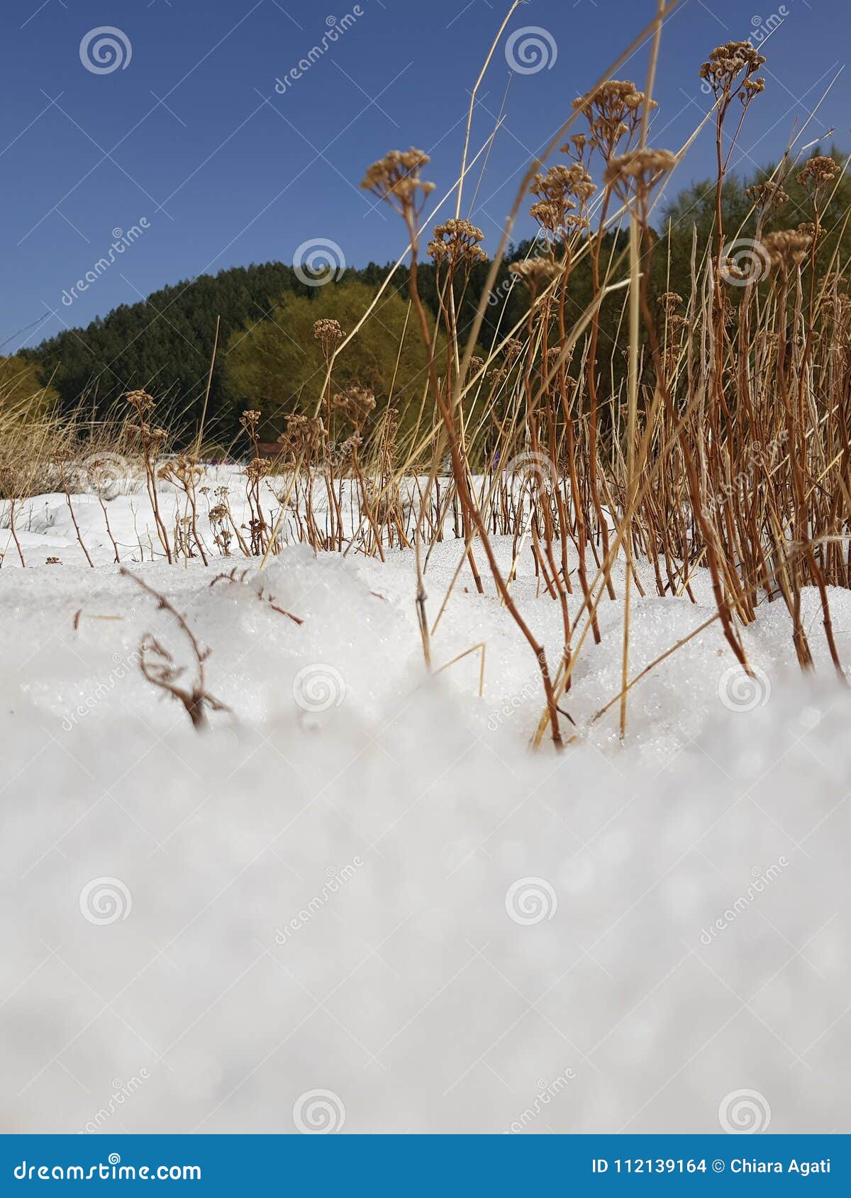 Green snow stock photo. Image of nature, strangest, develop - 112139164