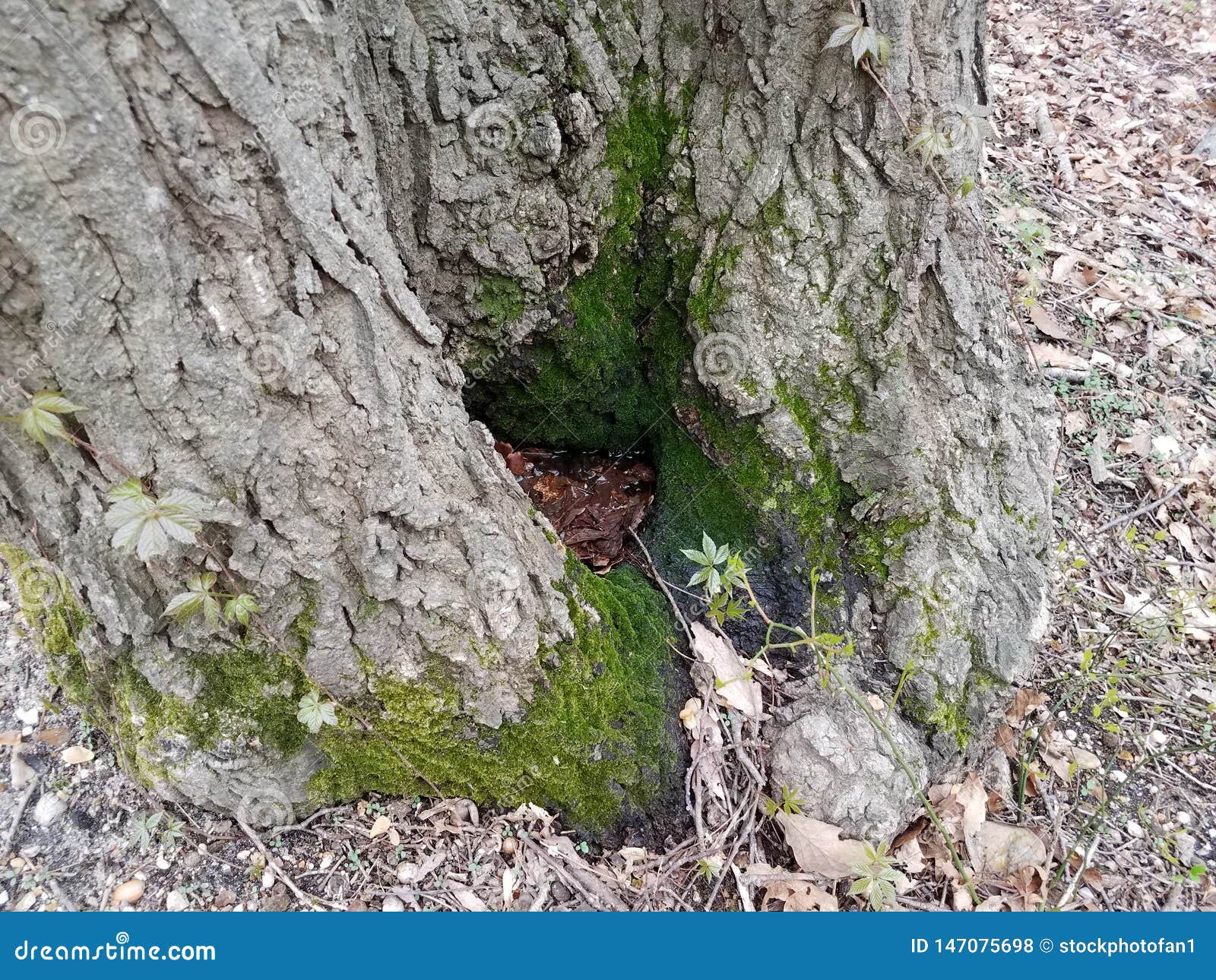Green Soft Moss at Base of Tree Trunk Outdoor with Water Stock Photo ...