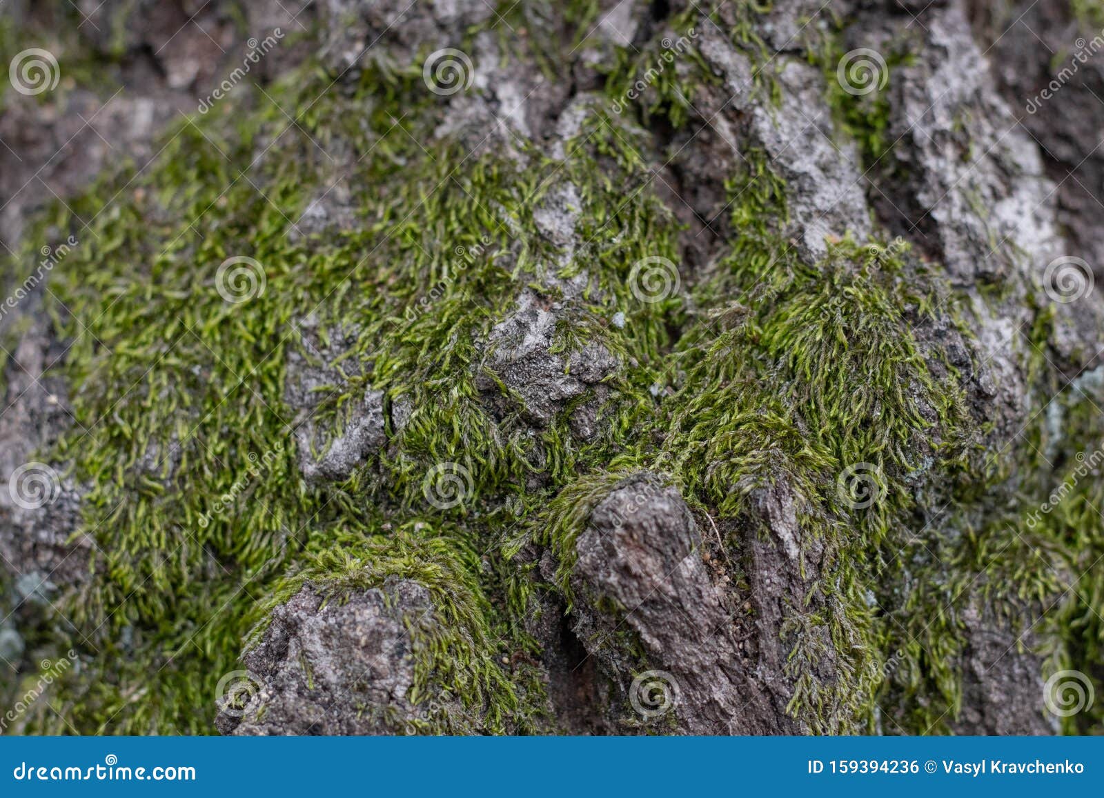 Green Soft Moss on Oak Tree Bark Texture Close Up Stock Photo - Image ...