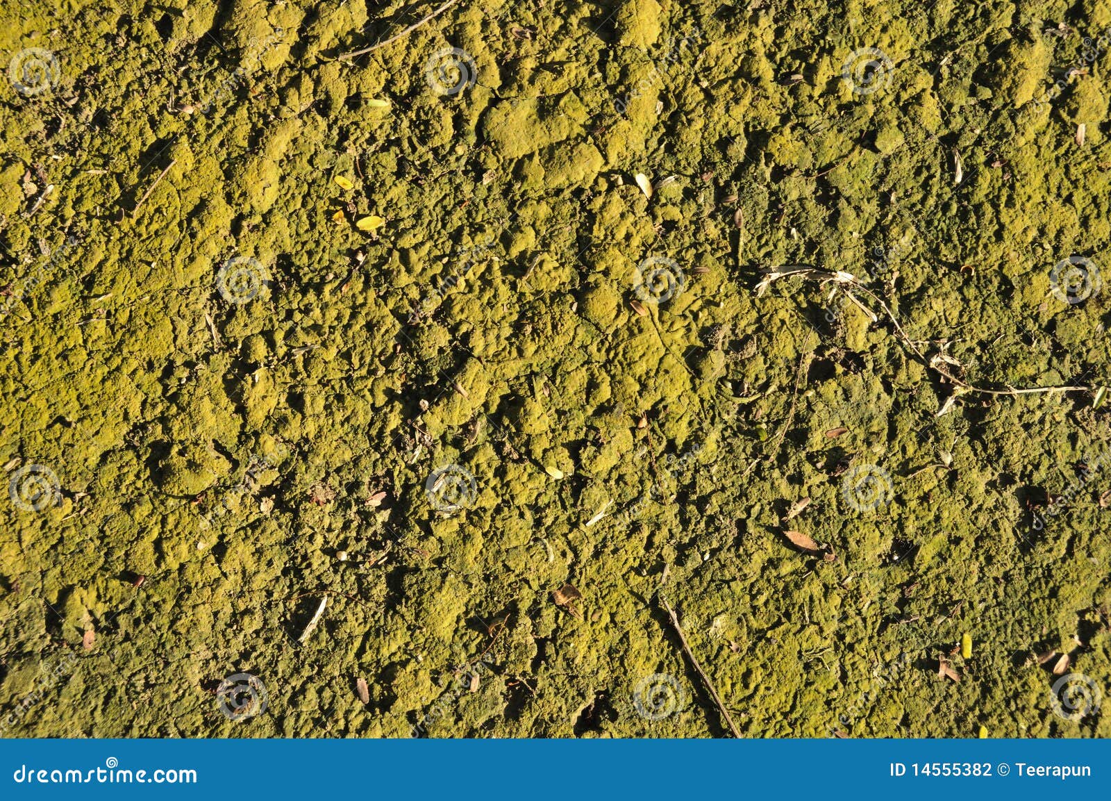Green soil texture stock photo. Image of closeup, backdrop - 14555382