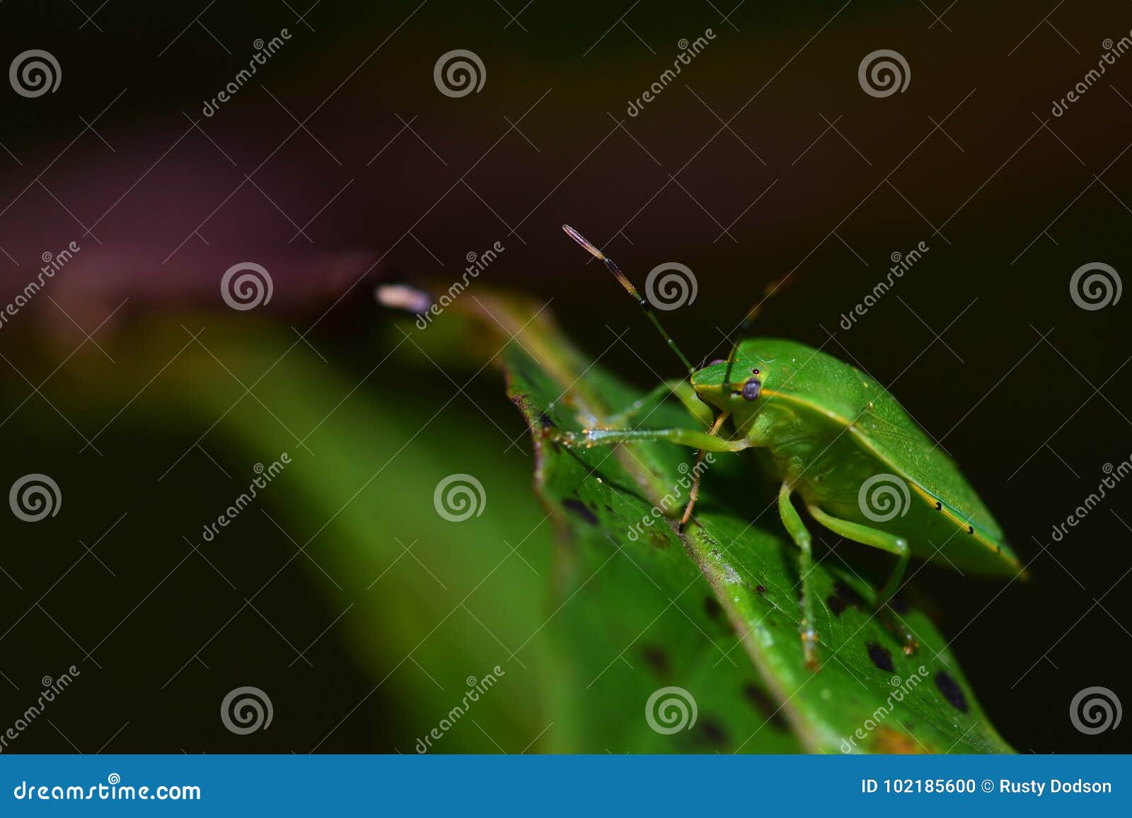 Green Soldier Bug Or `stink Bug` Chinavia Hilaris In Its Fifth Instar ...