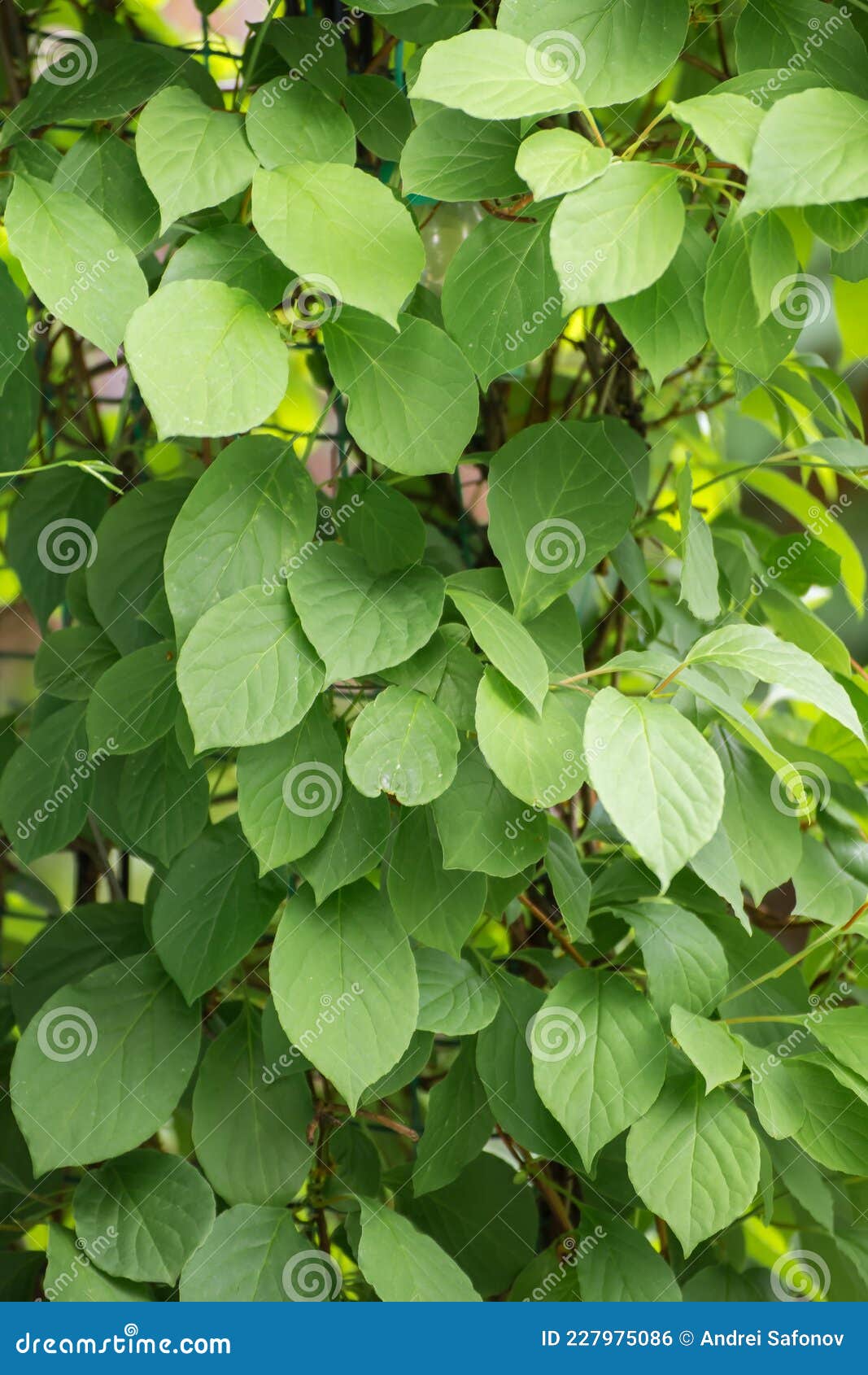 Green Solid Leaves Background. Stock Photo - Image of plant, colour ...