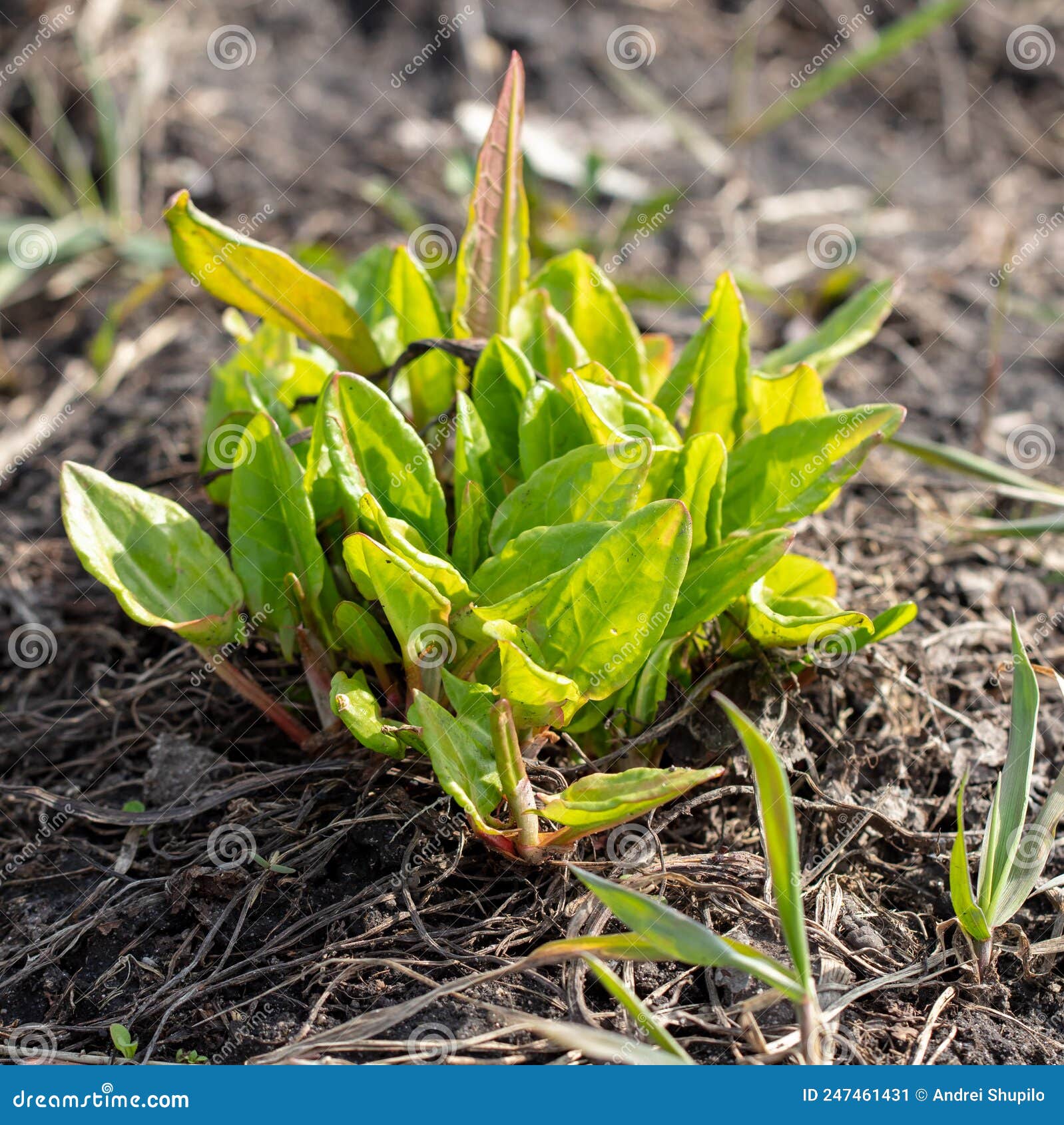 Green Sorrel Leaves in the Ground in Early Spring. Stock Image - Image ...