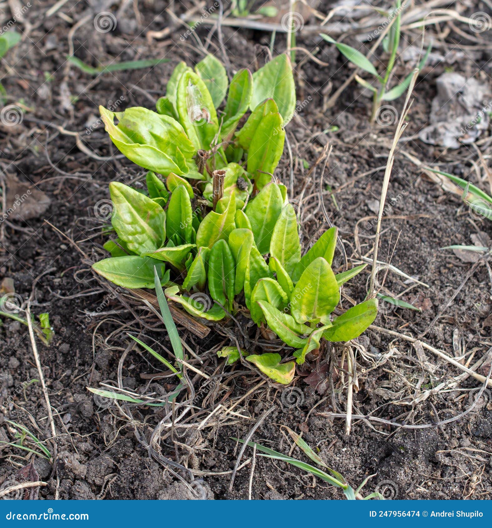 Green Sorrel Leaves in the Ground in Early Spring. Stock Photo - Image ...