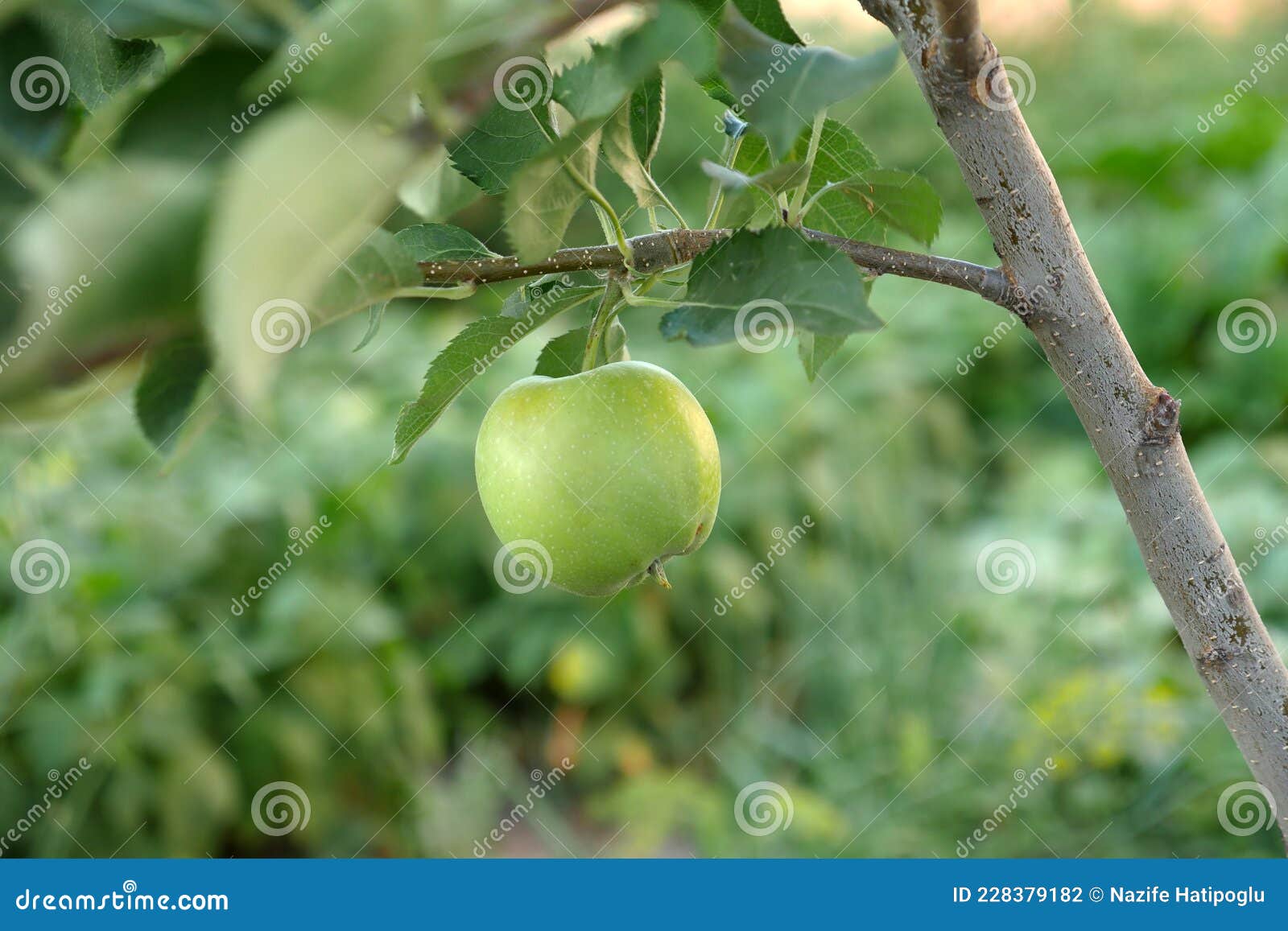 Green Sour Apple Standing on Tree,close-up Apple, Apple on Tree Stock ...