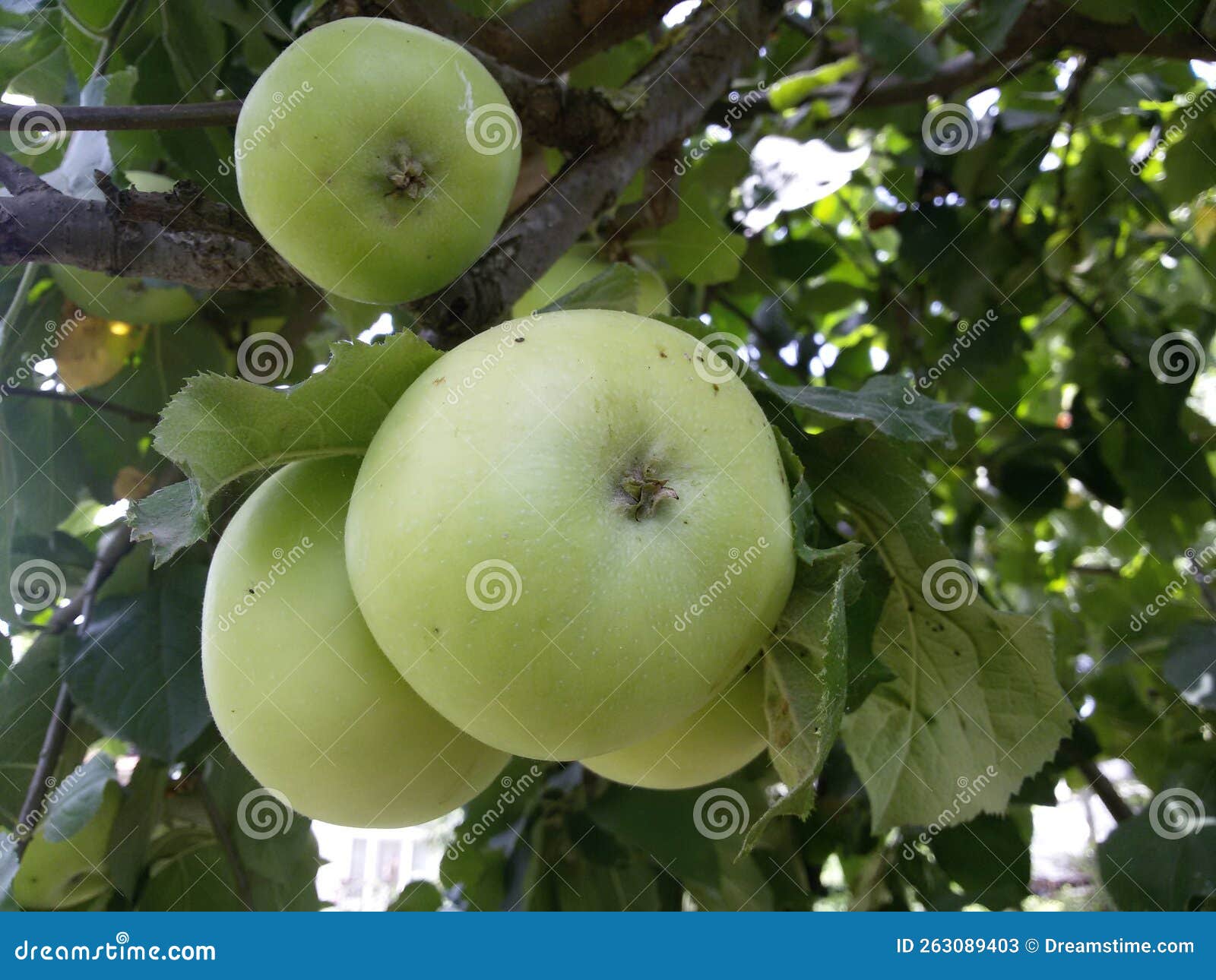 Green sour apples stock image. Image of shrub, apples - 263089403