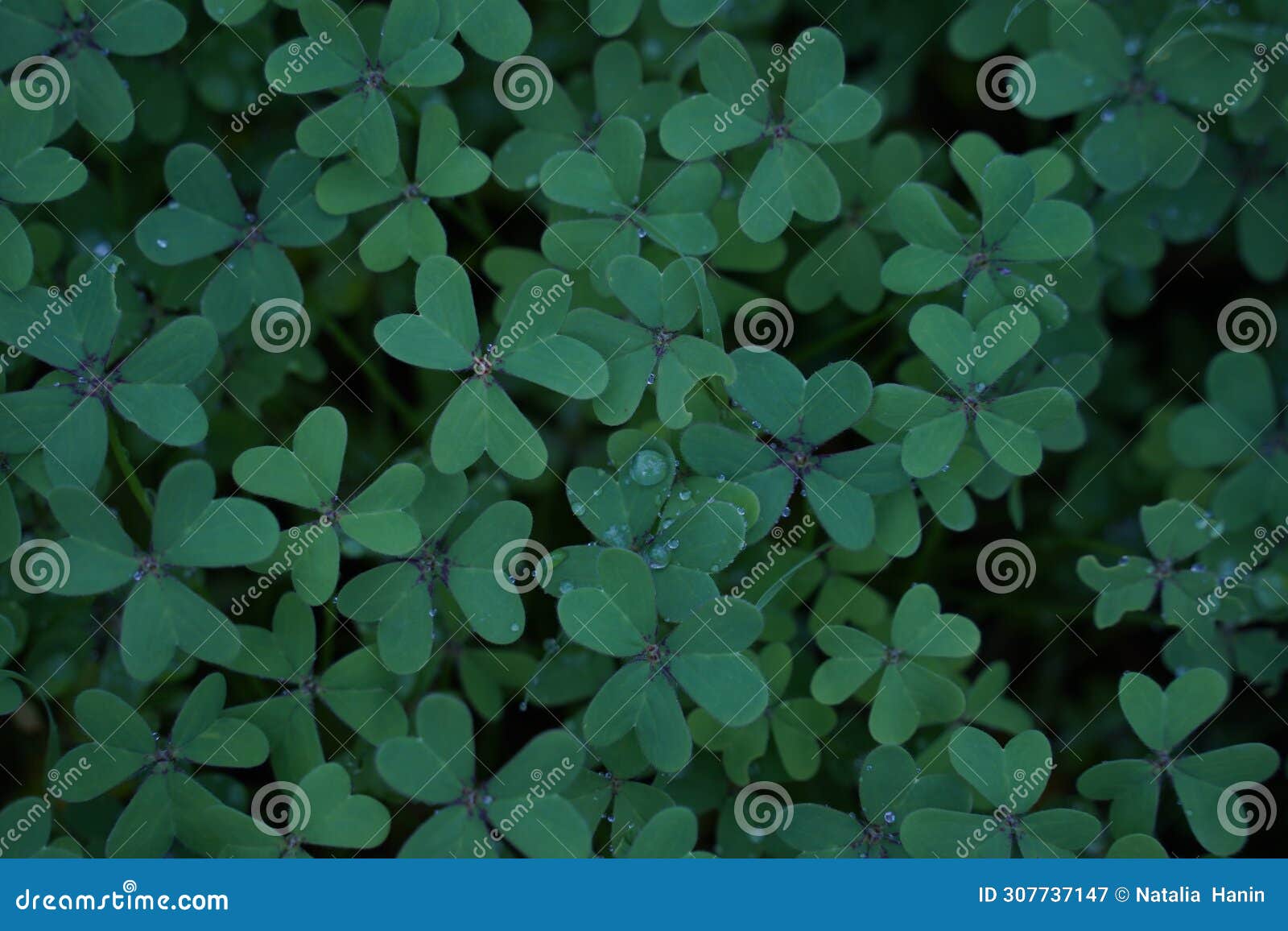 Sour Grass Plants Or Wood Sorrel Forming A Beautiful Texture Background ...