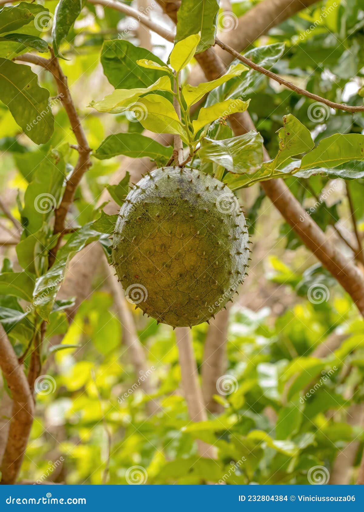 Green Soursop Fruit stock photo. Image of fruit, prickly - 232804384