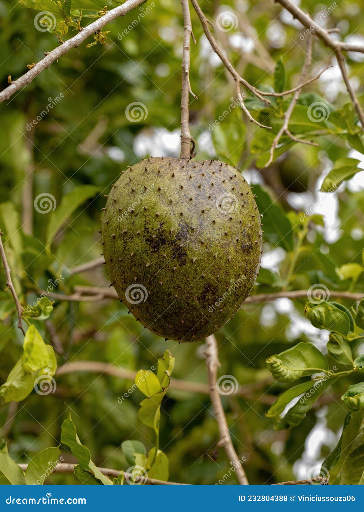 Green Soursop Fruit stock photo. Image of sour, magnoliales - 232804388