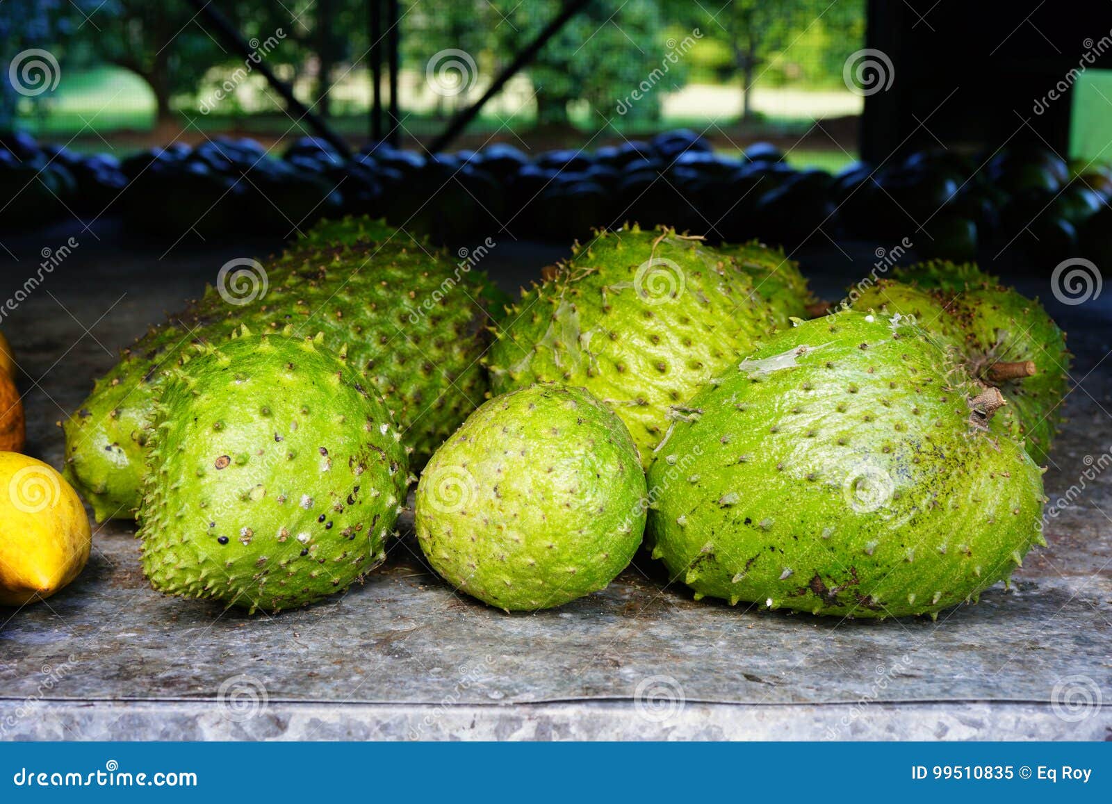 Green soursop fruit stock image. Image of fruit, annona - 99510835