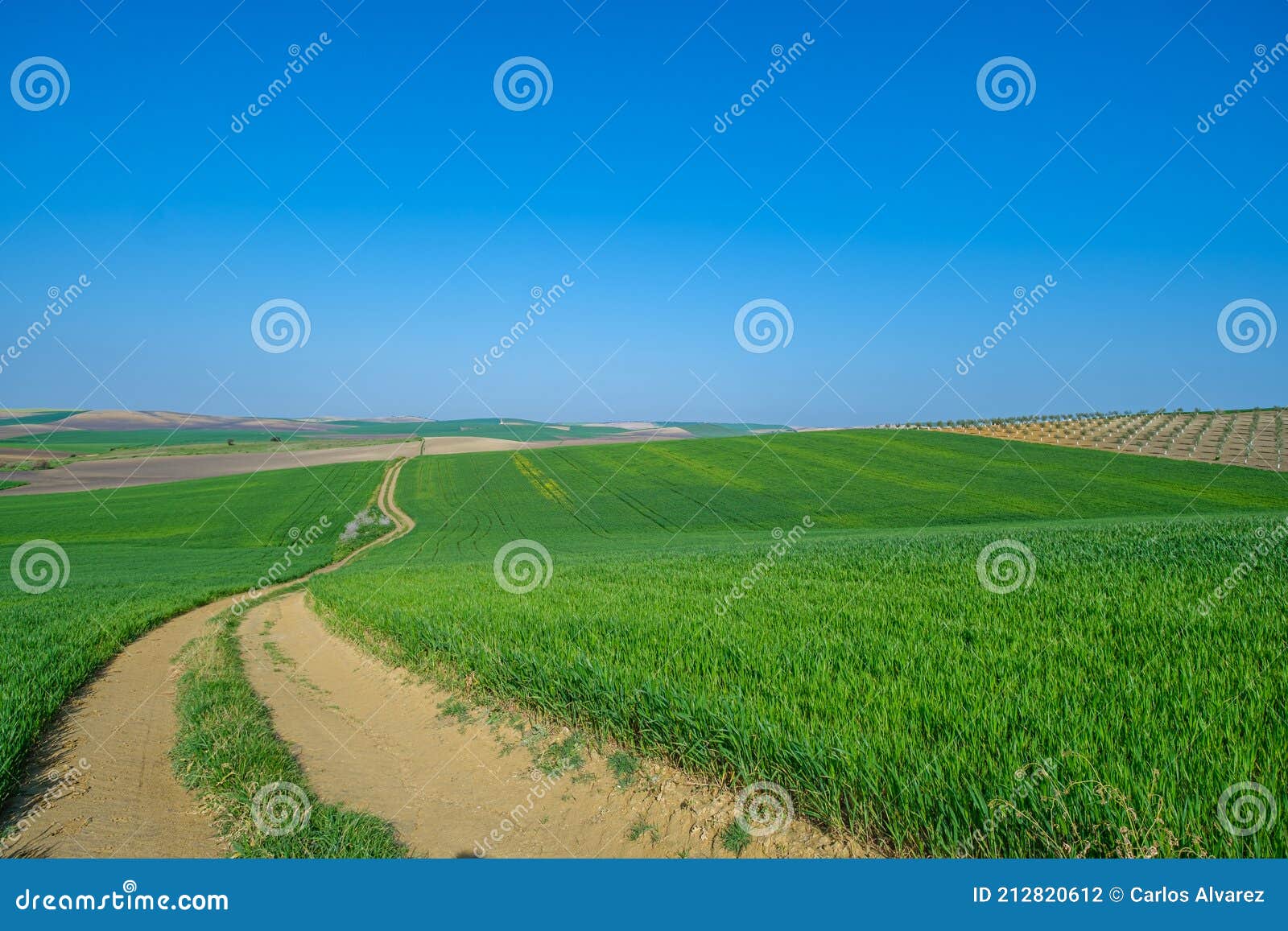 Green sown field with sky stock photo. Image of grassland - 212820612