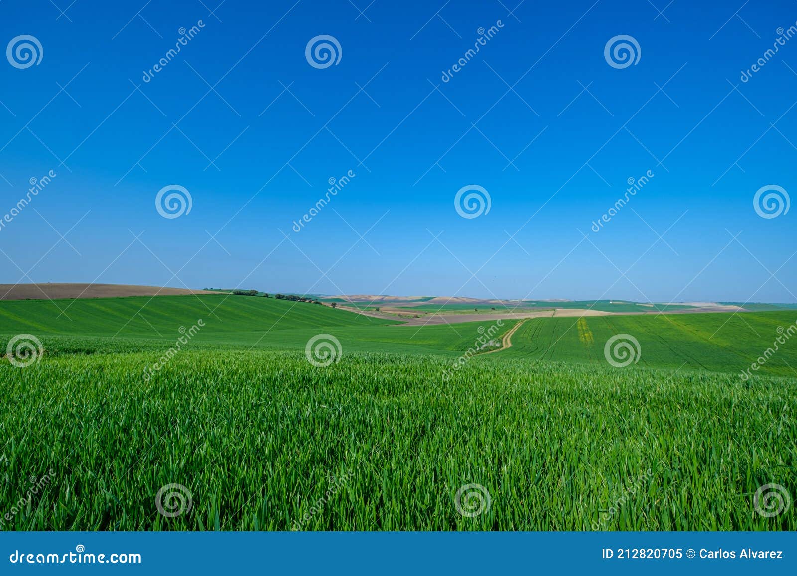 Green sown field with sky stock image. Image of meadow - 212820705