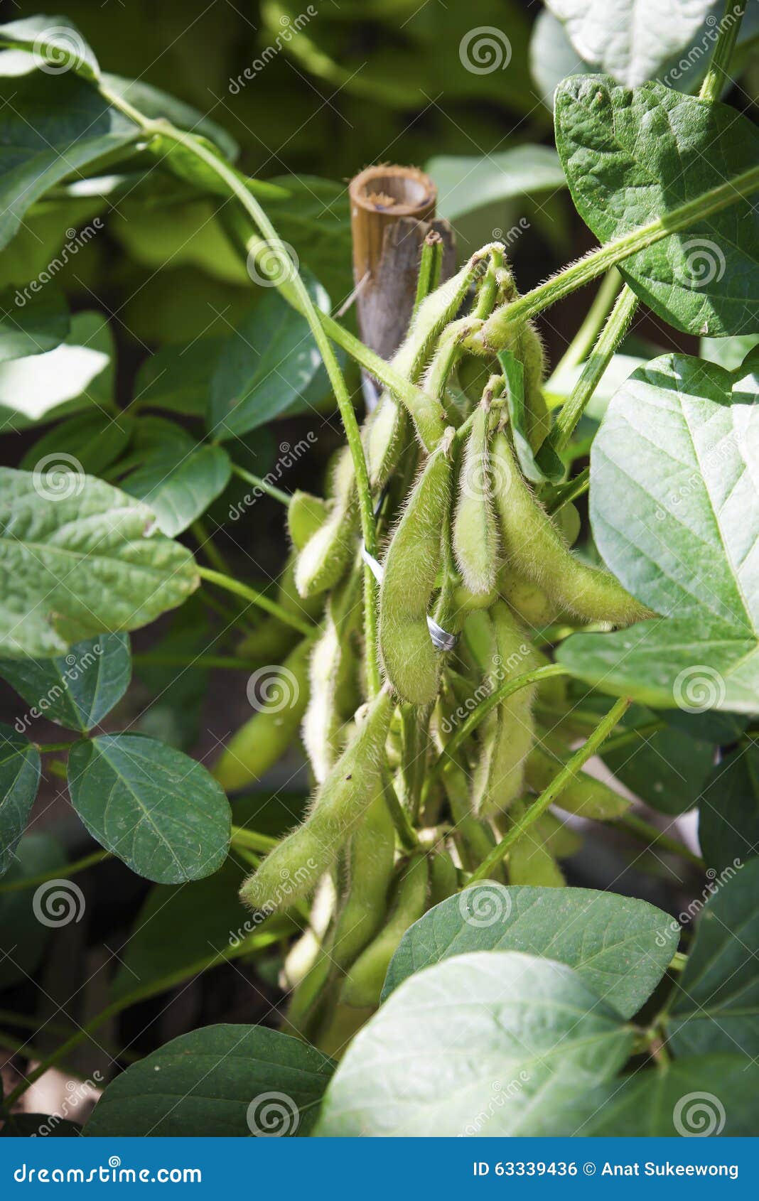 Green Soy bean plants stock photo. Image of food, soya - 63339436
