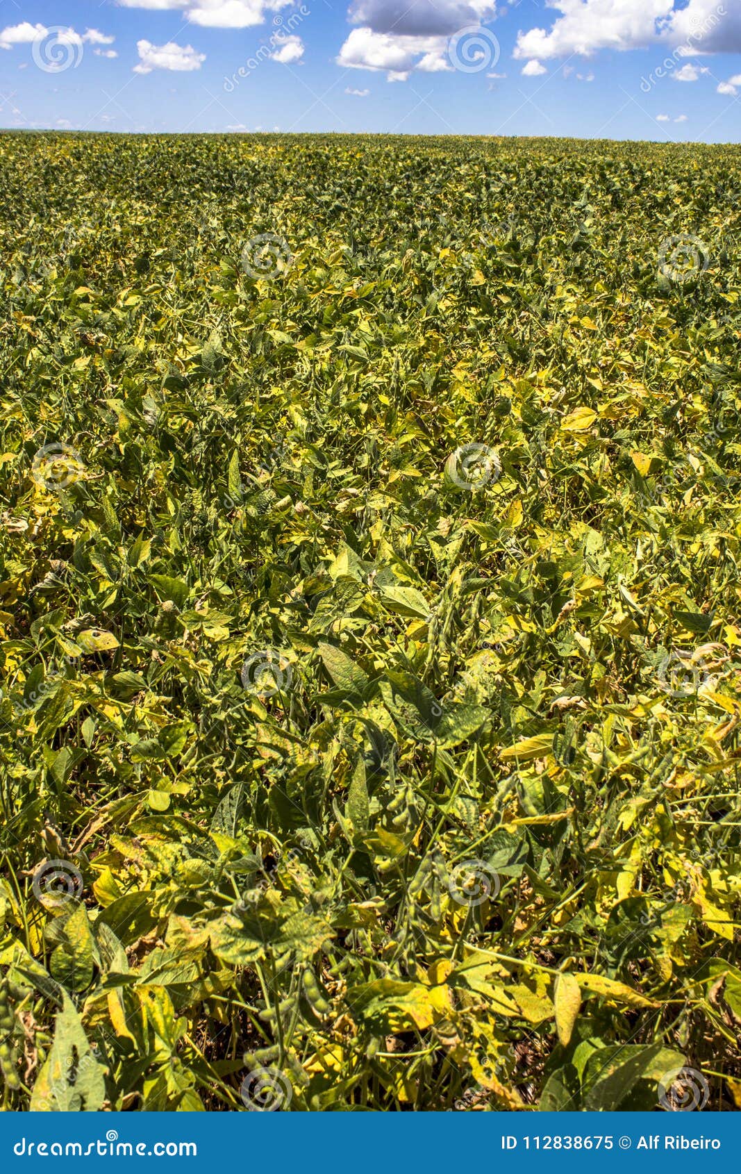 Soy field stock image. Image of blue, agricultural, outdoor - 112838675