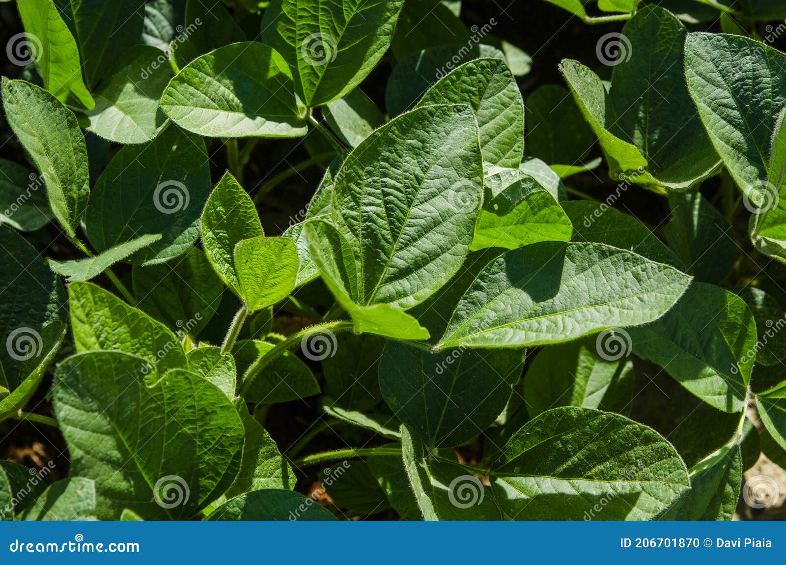 Green Soy Leaves Growing, Monoculture Stock Photo - Image of leaves ...