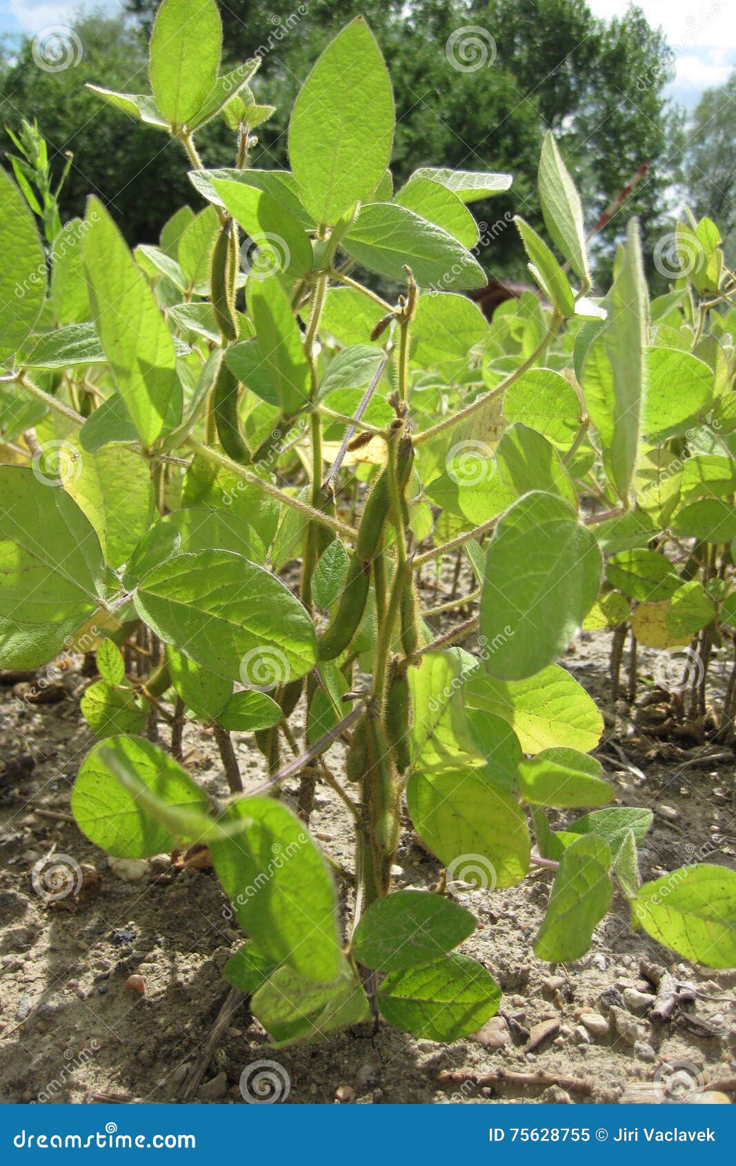 Green soya plant stock image. Image of grow, plant, summer - 75628755
