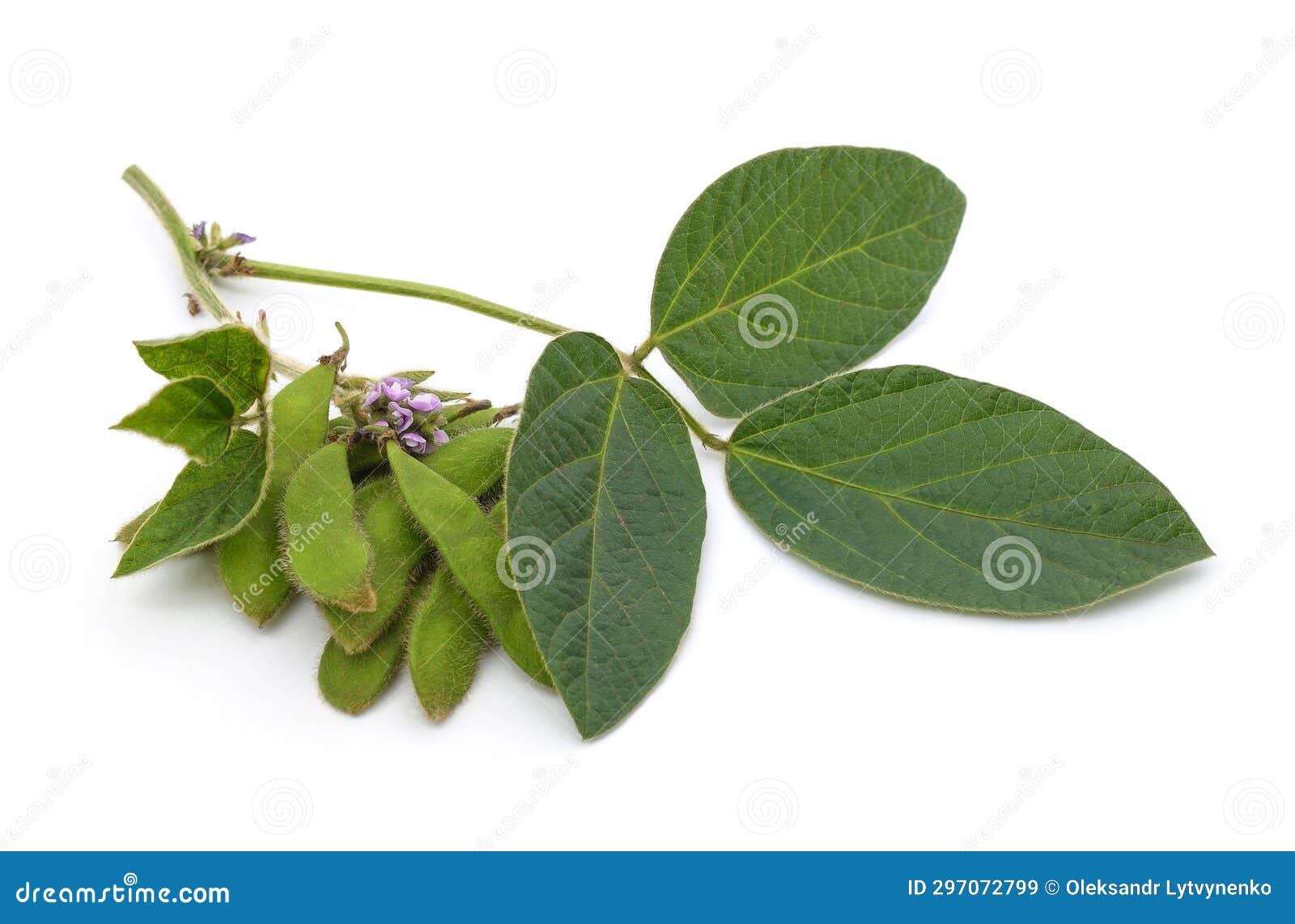 Green Soybean with Leaves and Flower Stock Image - Image of soya ...
