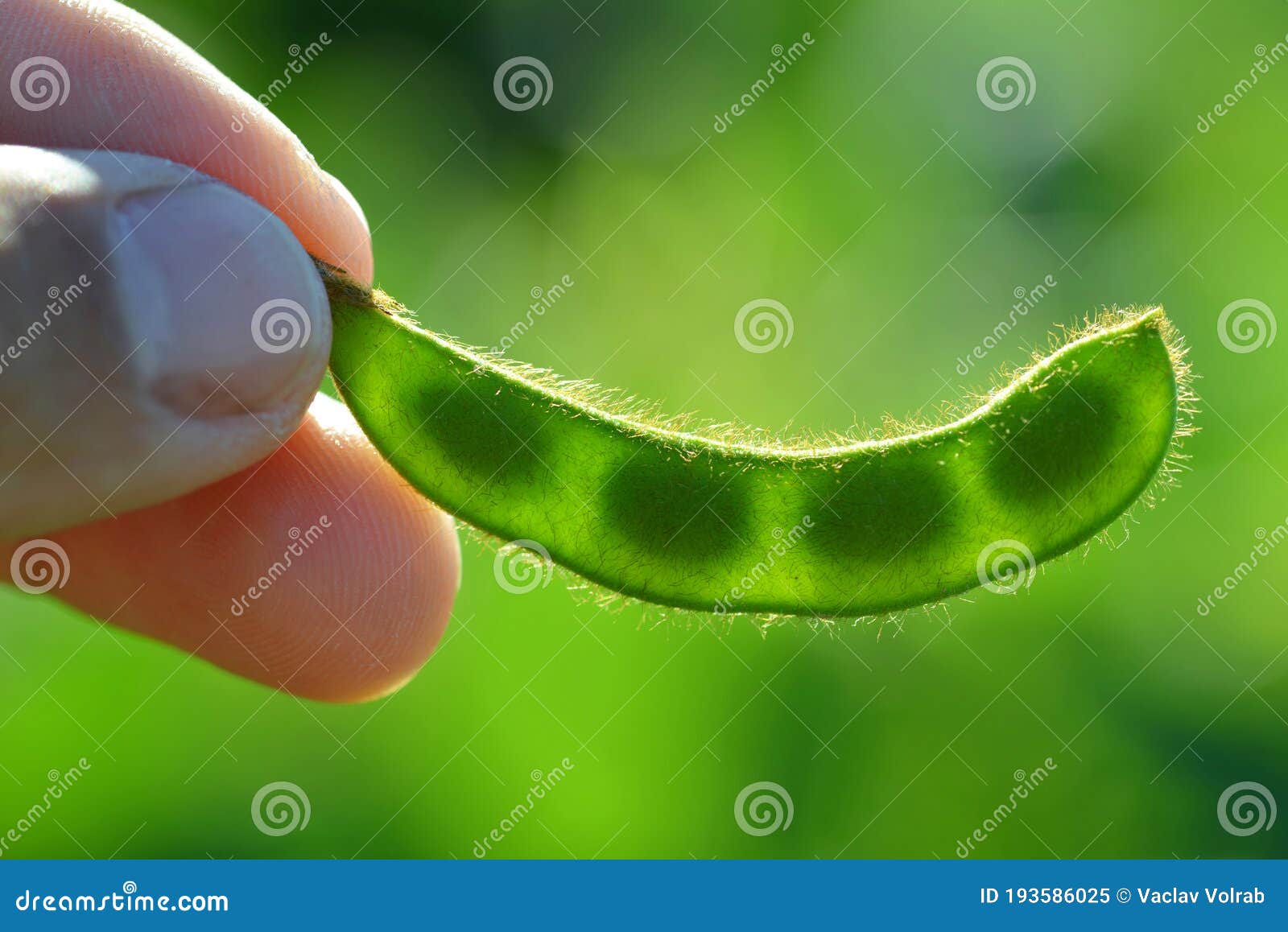 Soybean pod in hand. stock image. Image of backlit, farm - 193586025