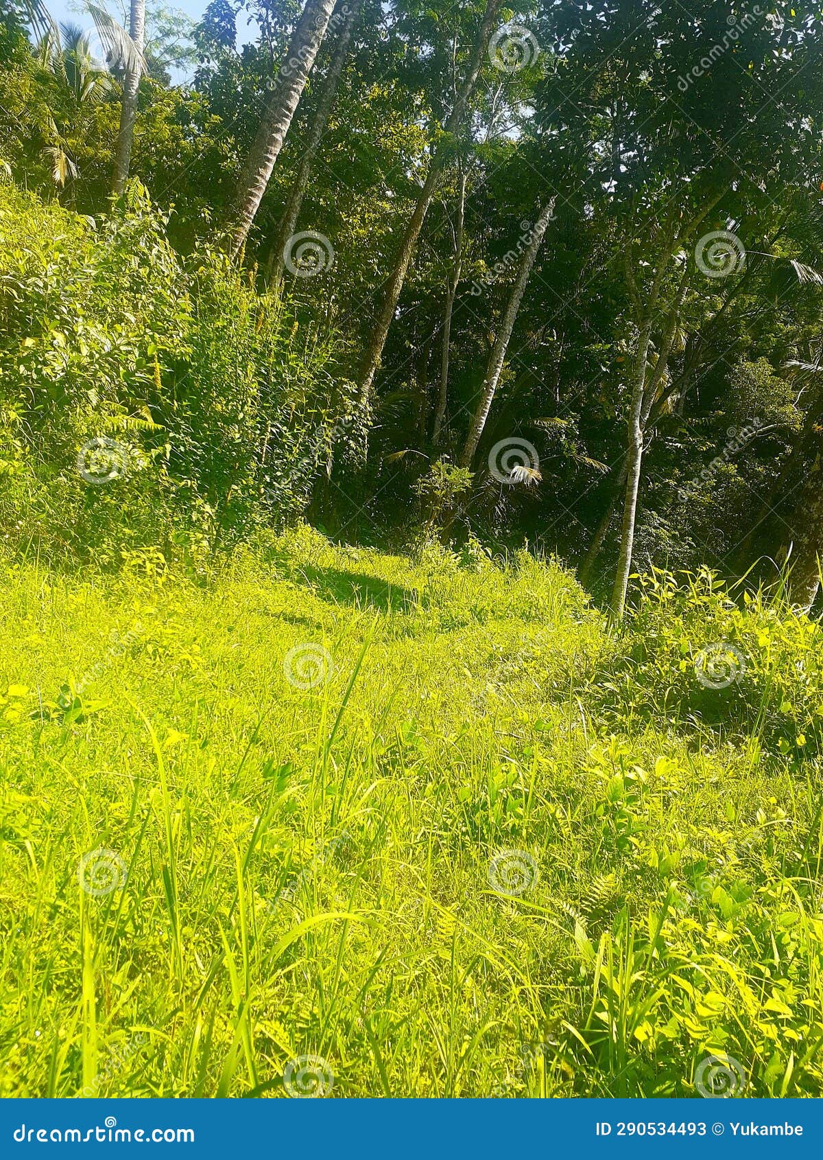 Green and Sparkling Meadows in the Fields Stock Image - Image of middle ...