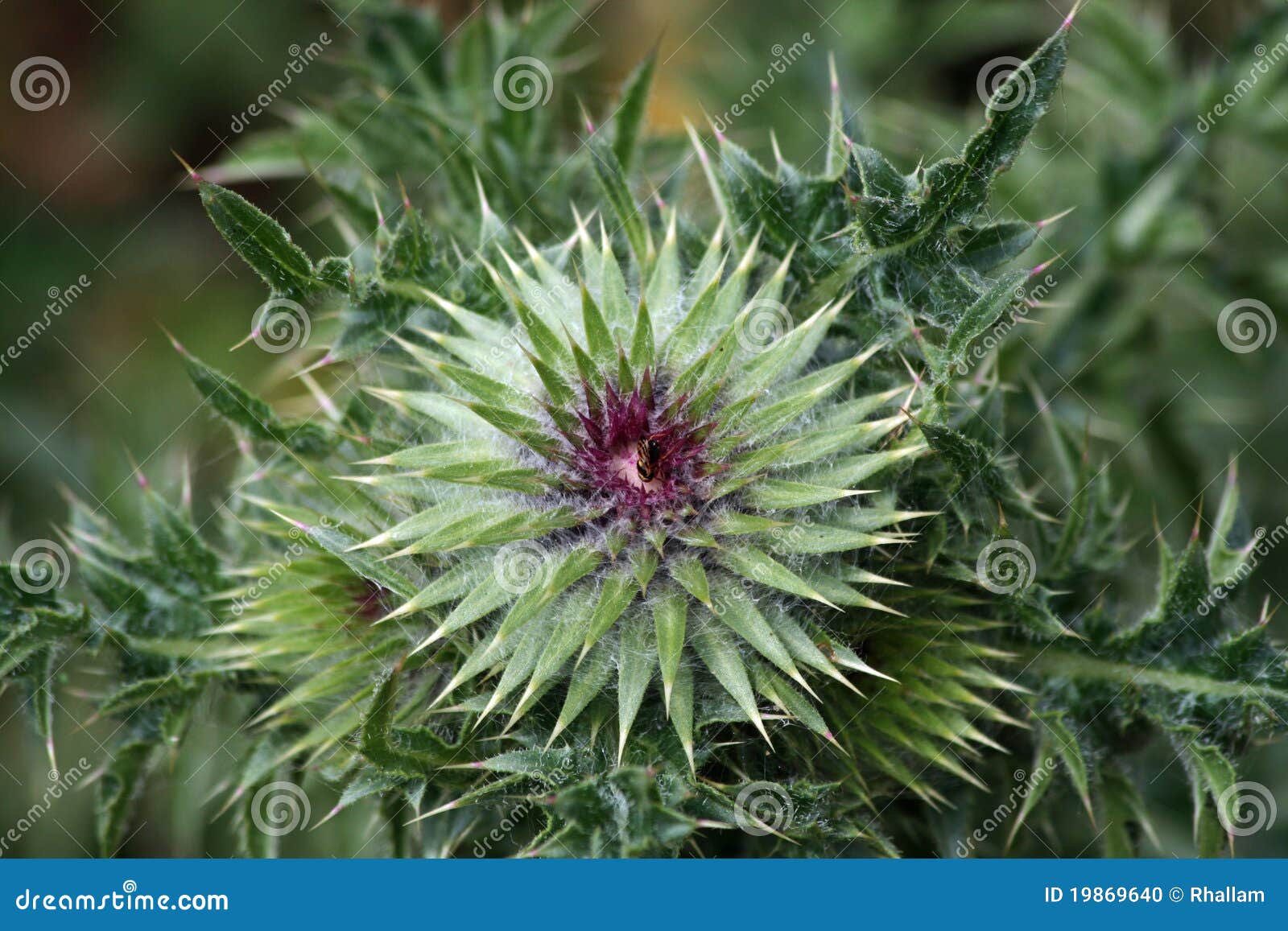 Green Spear Thistle stock photo. Image of green, cirsium - 19869640