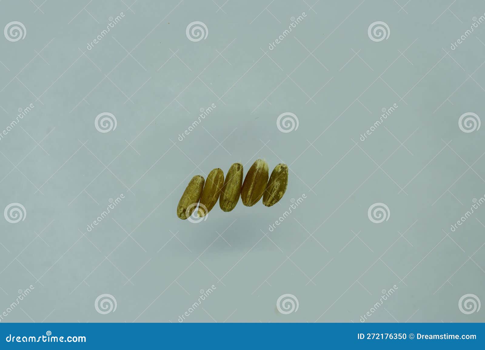 Green Spelt is the Grain of Spelled Stock Photo - Image of spelt, white ...