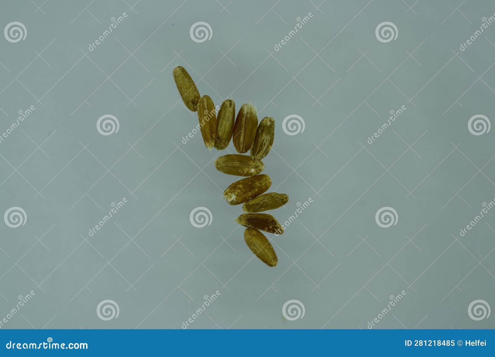 Green Spelt is the Grain of Spelled Stock Image - Image of health, seed ...