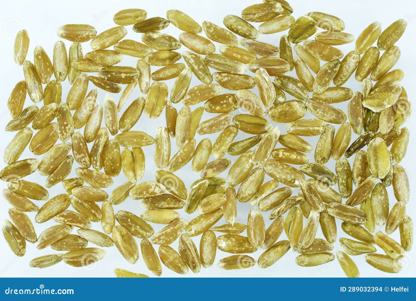 Green Spelt is the Grain of Spelled Stock Photo - Image of healthy ...