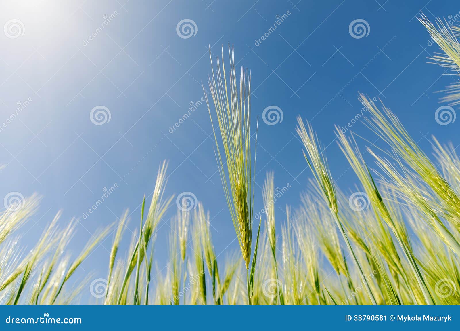 Green Spica and Sun Over it Stock Image - Image of cereal, healthy ...