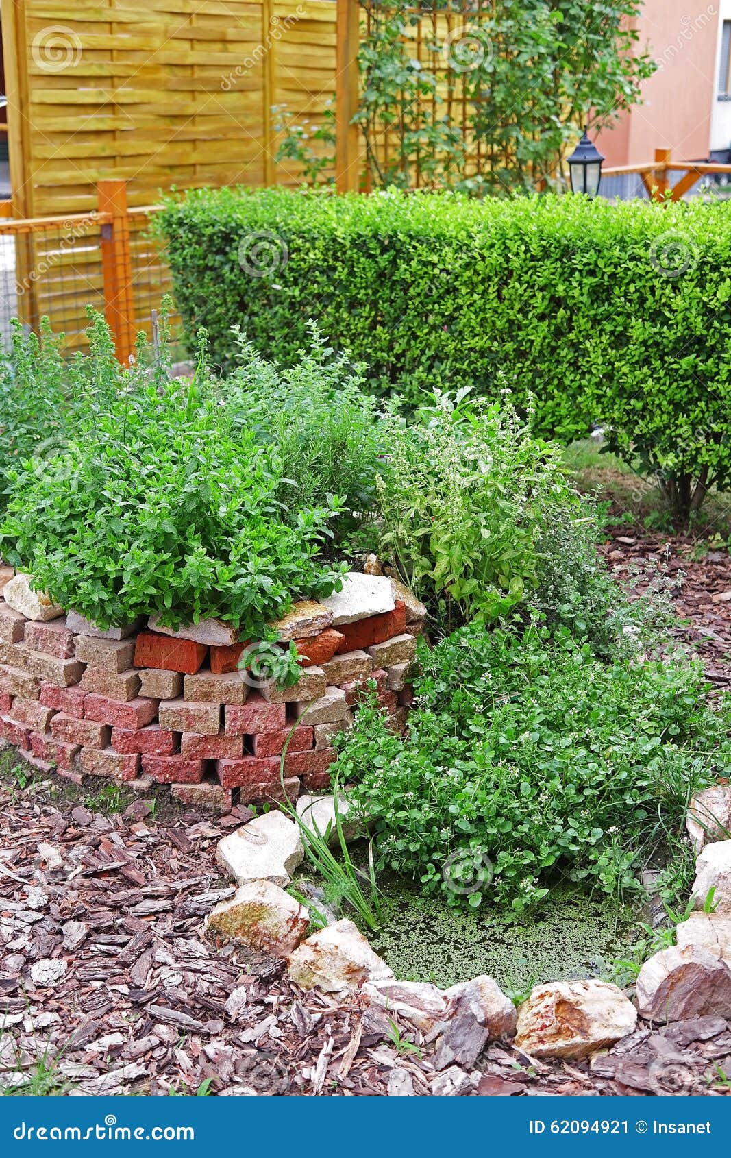 Green spice spiral stock image. Image of watercress, pond - 62094921