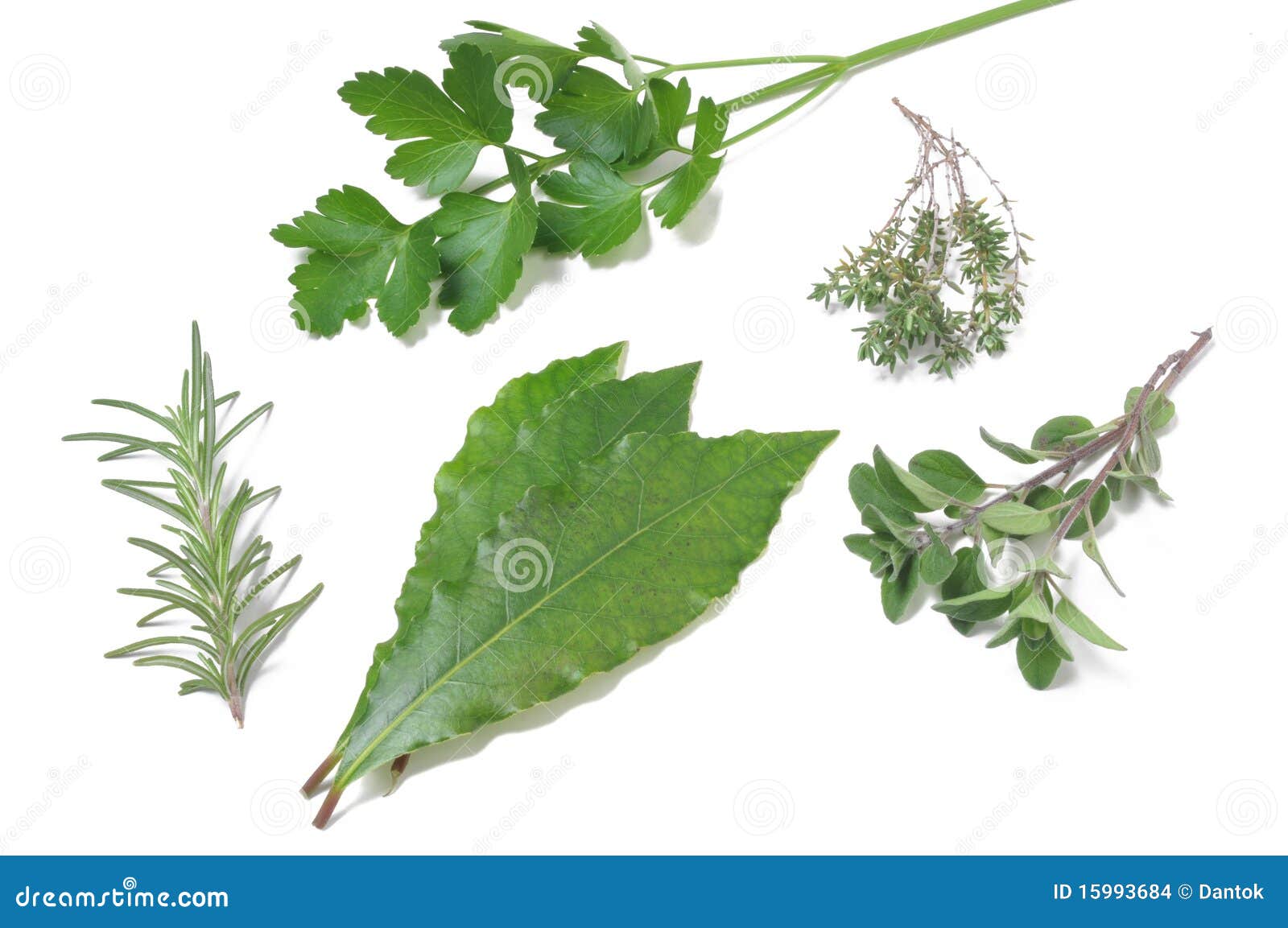 Green spices stock photo. Image of aromatic, fresh, parsley - 15993684