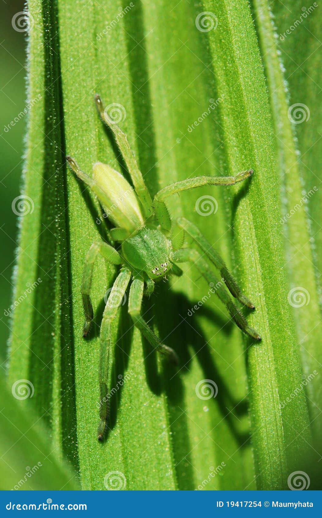 Green spider stock photo. Image of body, spider, green - 19417254