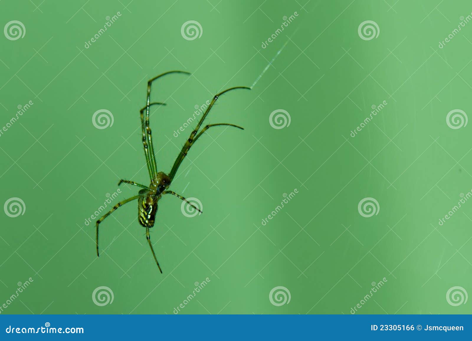Green spider stock photo. Image of predator, ambush, pounce - 23305166