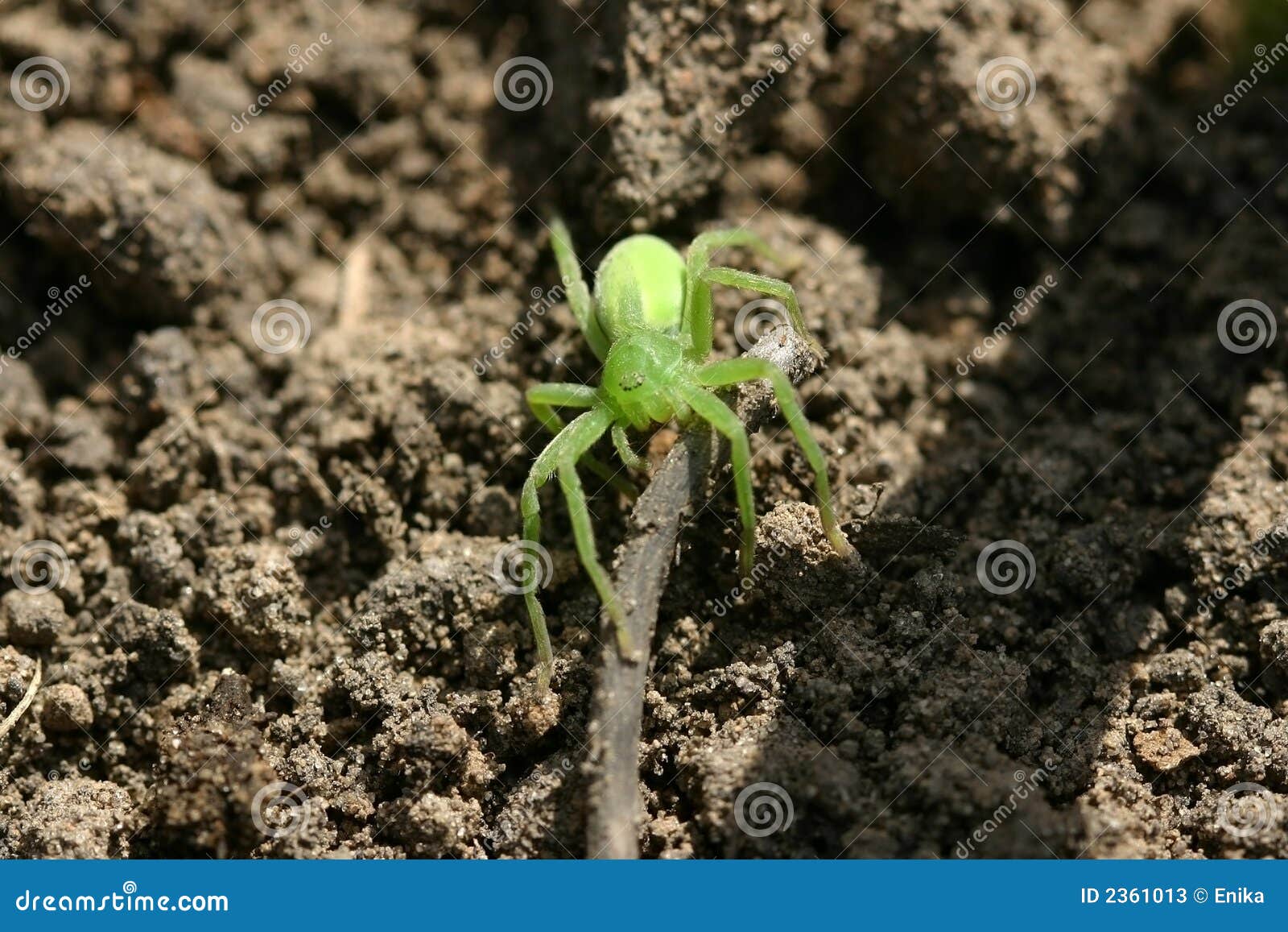 Green spider stock image. Image of arachnid, leaf, garden - 2361013